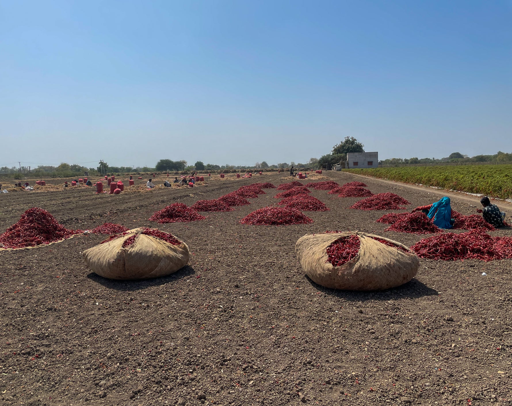 Koshna: Single-source spices